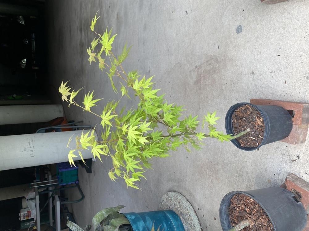 New JMs in the Japanese Maples forum - Garden.org