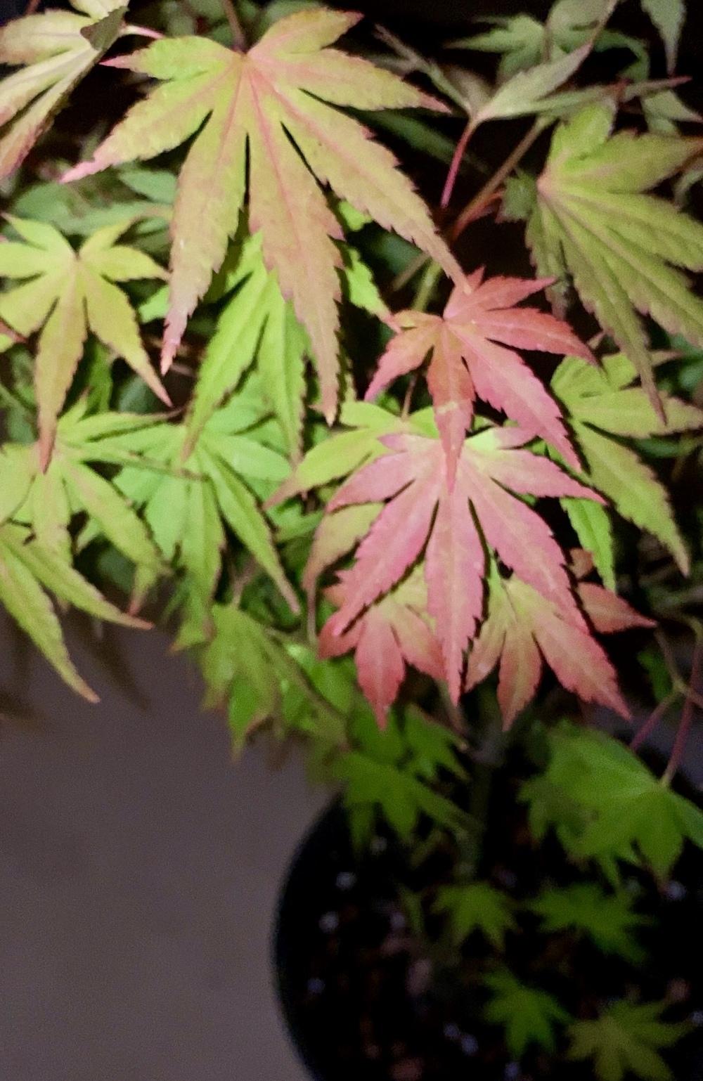 New JMs in the Japanese Maples forum - Garden.org