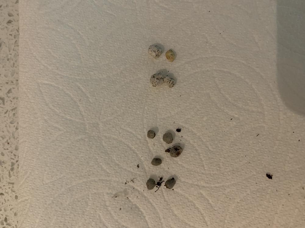 Tiny dark silver bugs in soil of houseplants in the Ask a Question ...