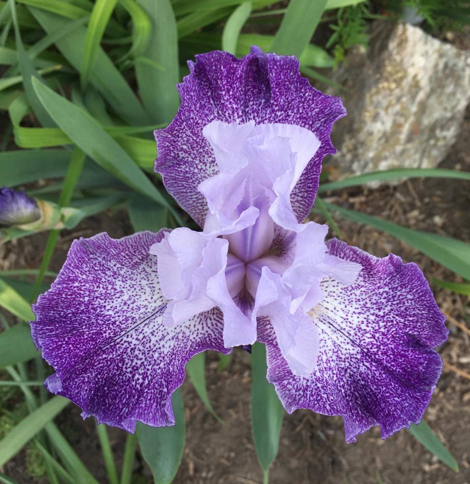 Photo of the bloom of Tall Bearded Iris (Iris 'Splashacata') posted by MaryDurtschi - Garden.org