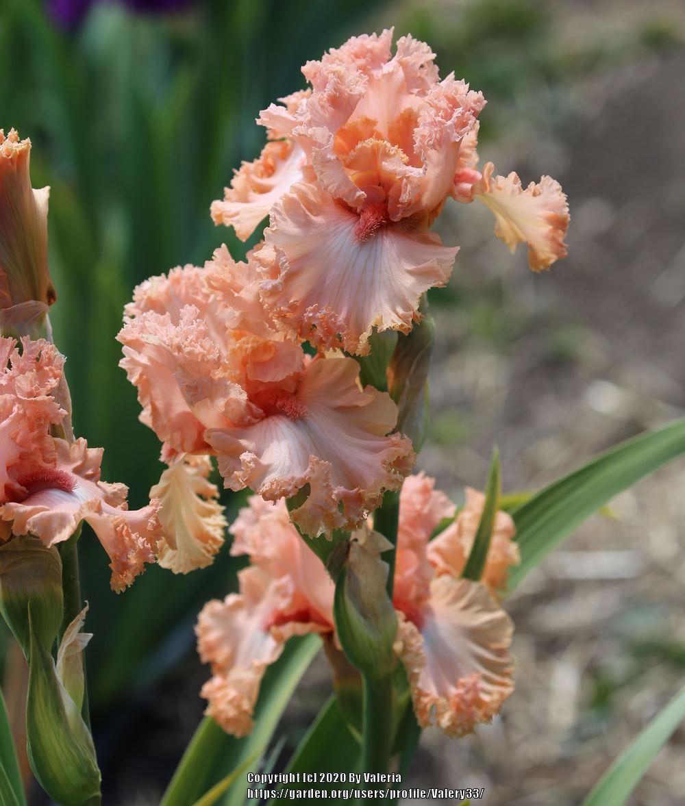 Tall Bearded Iris (Iris 'She') in the Irises Database - Garden.org