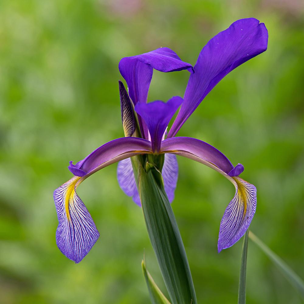Spuria Iris (Iris 'Premier') in the Irises Database - Garden.org