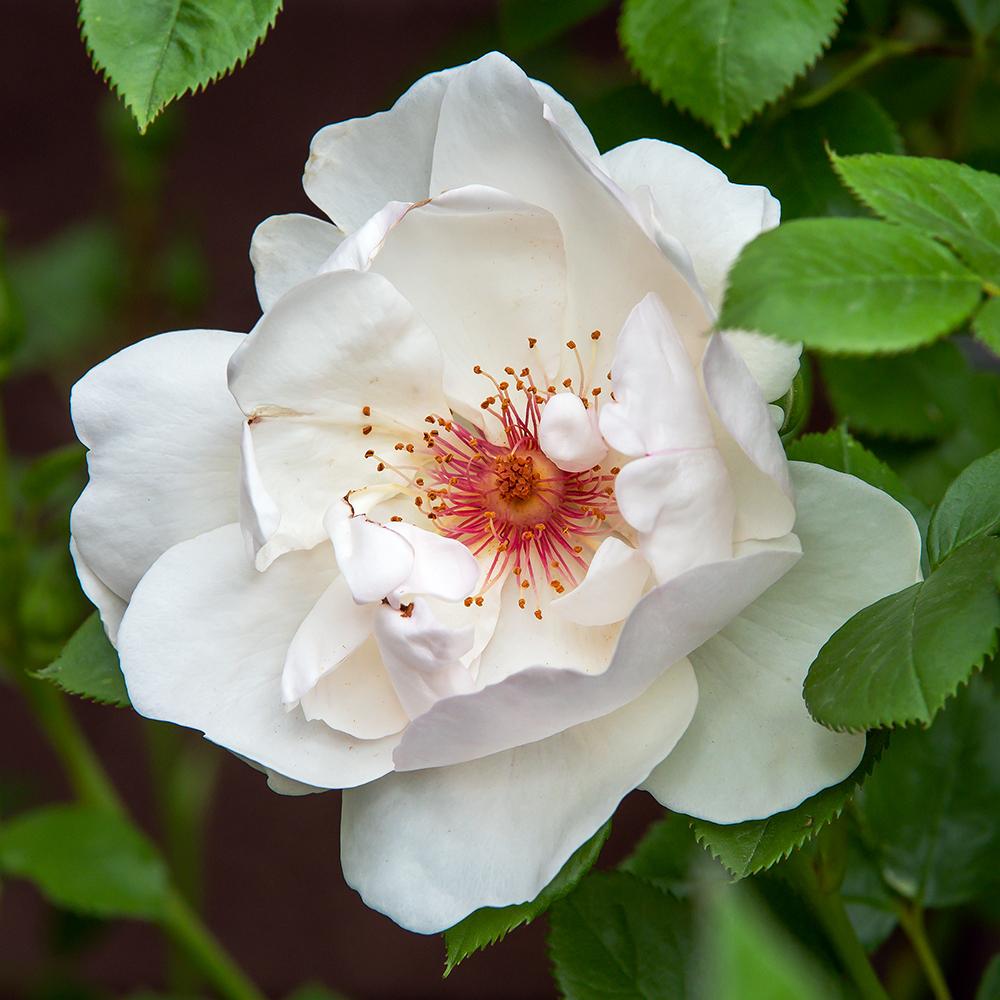 Rose (Rosa 'Jacqueline du Pre') in the Roses Database - Garden.org