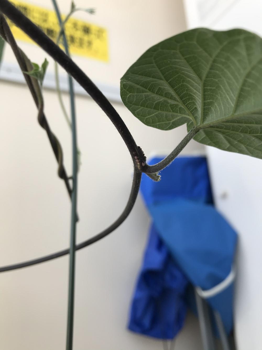 Morning glory disease? Pest? in the Pests and Diseases forum - Garden.org