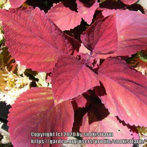 Coleus (Coleus scutellarioides ColorBlaze® Rediculous™) in the Coleus ...