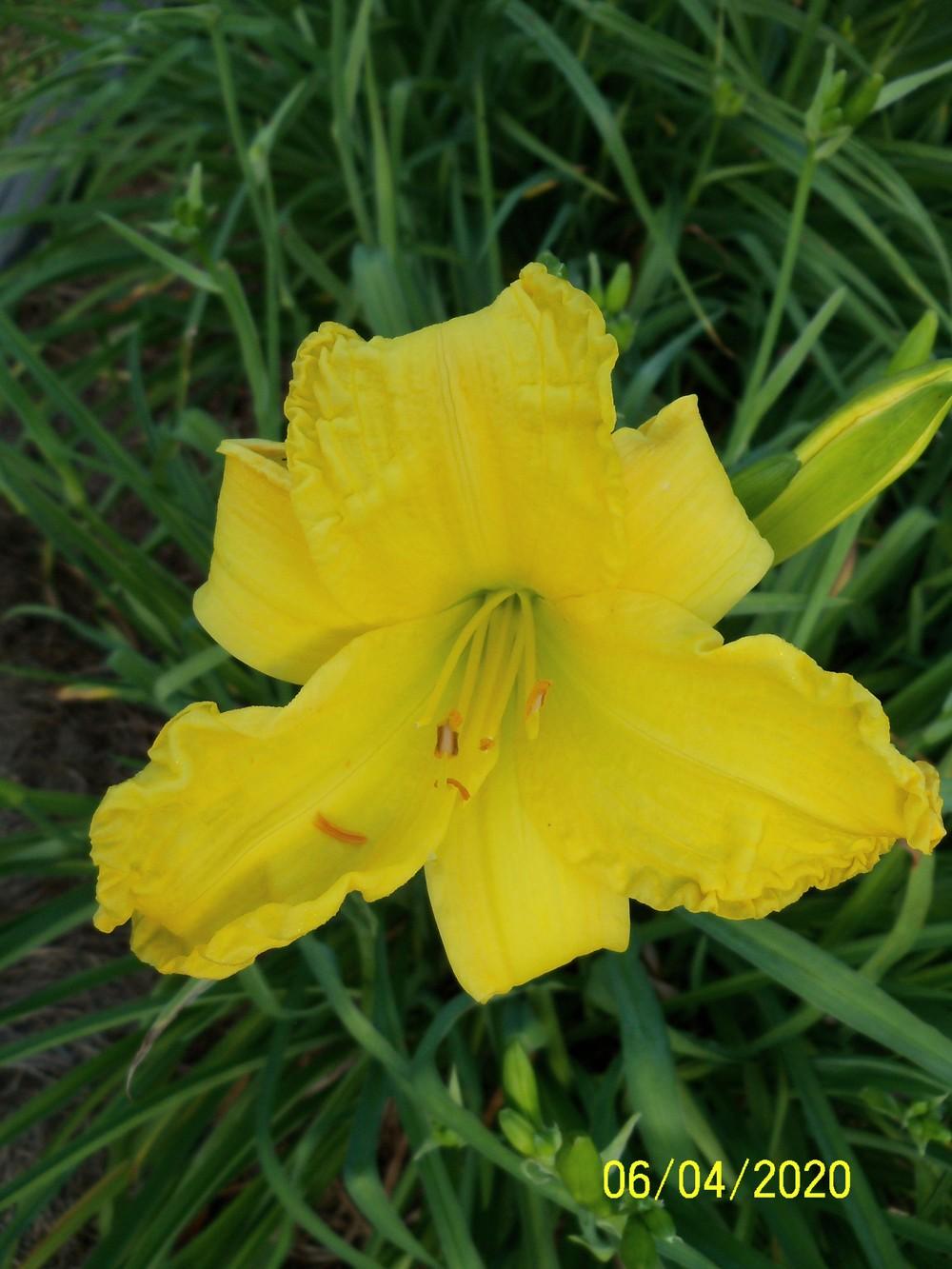 Most fragrant daylily in the Daylilies forum - Garden.org