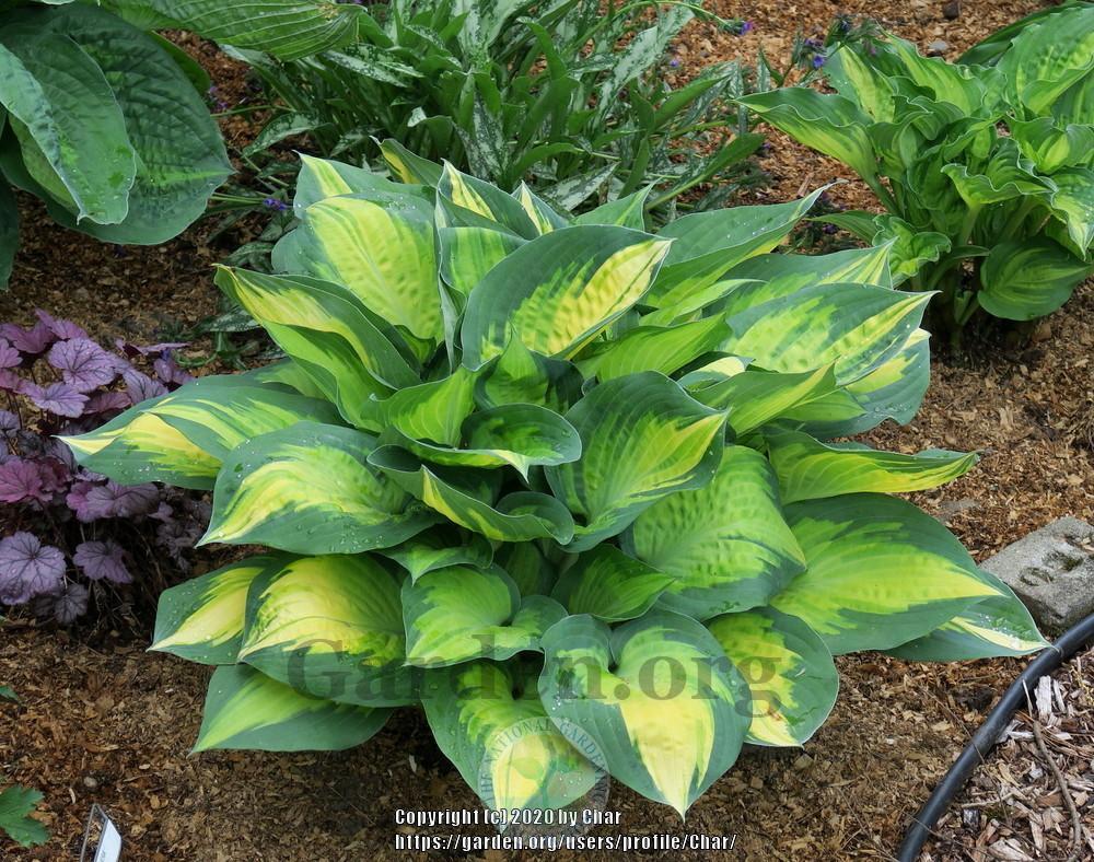 Hosta 'Forbidden Fruit' in the Hostas Database - Garden.org