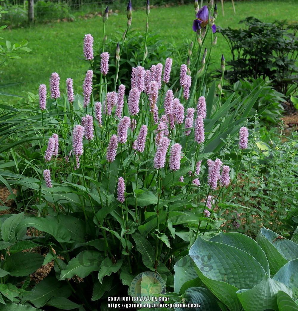 Bistort (Bistorta officinalis subsp. officinalis 'Superba') - Garden.org