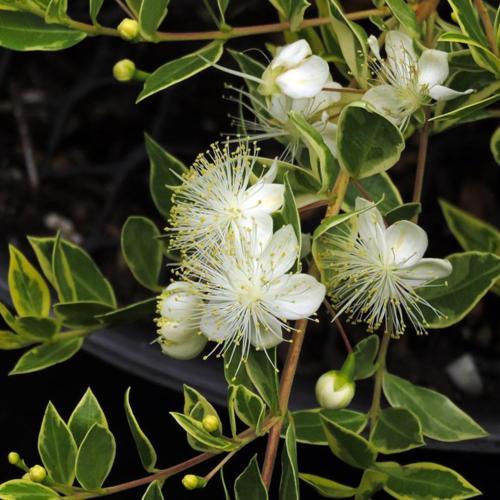 Variegated Dwarf Myrtle (Myrtus communis 'Variegata') - Garden.org