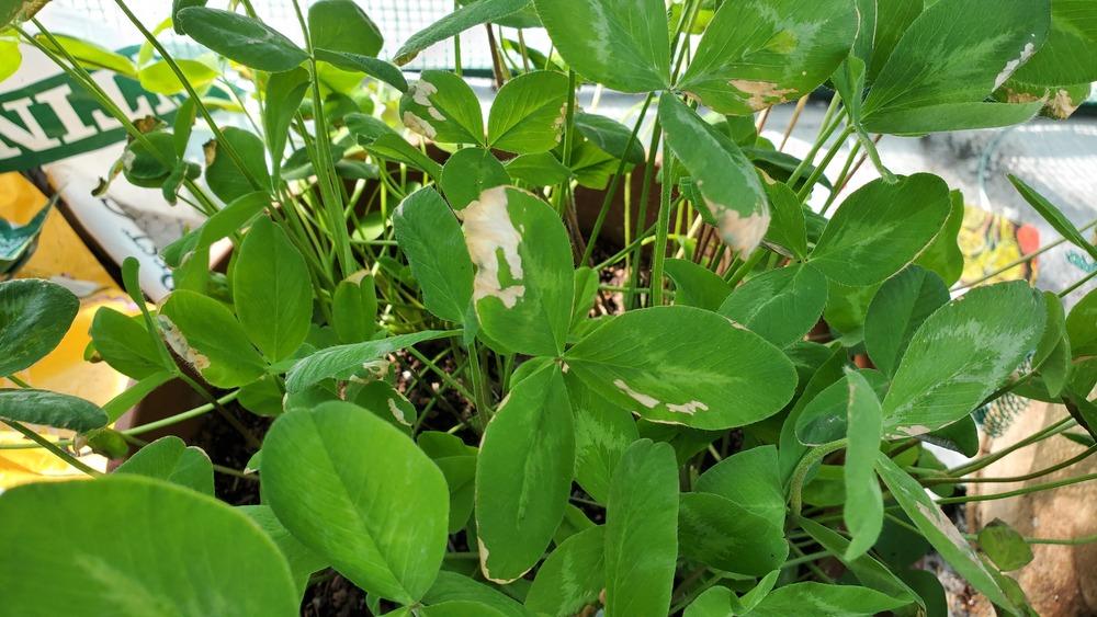 Bleach Looking Spots on Various Plants in the Ask a Question forum ...