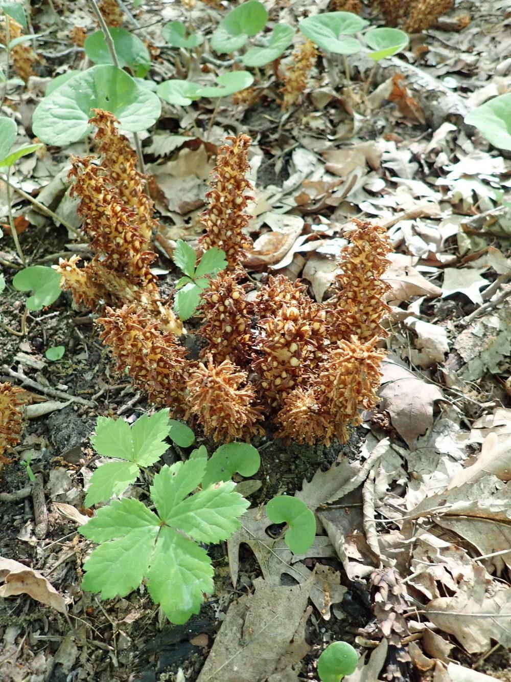 Photo of the entire plant of Squawroot (Conopholis americana) posted by ...
