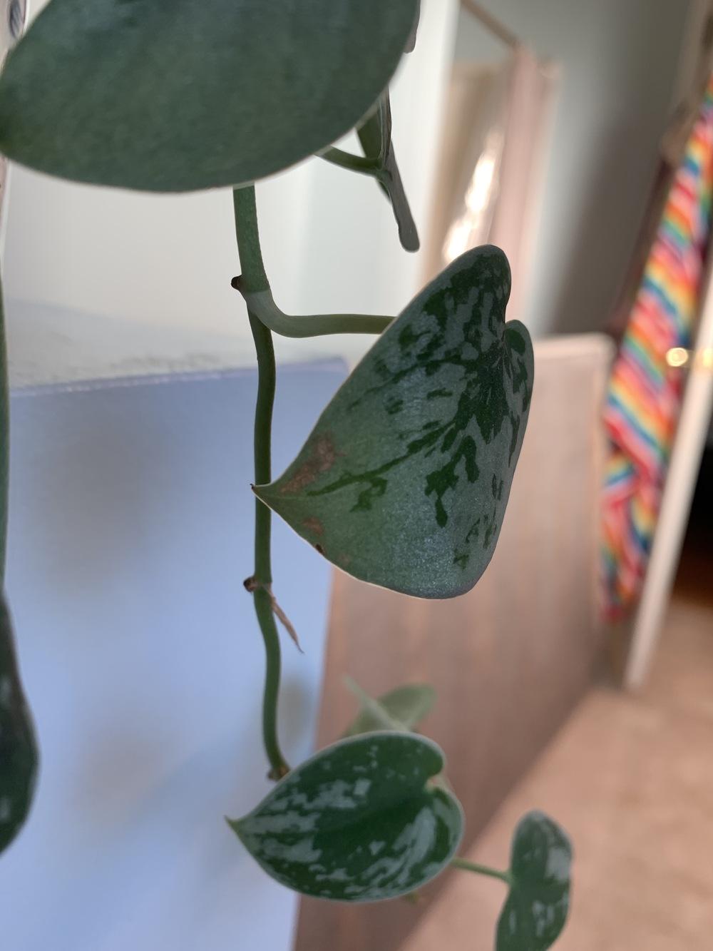 Mysterious Brown Spots on Silver Pothos in the Houseplants forum ...