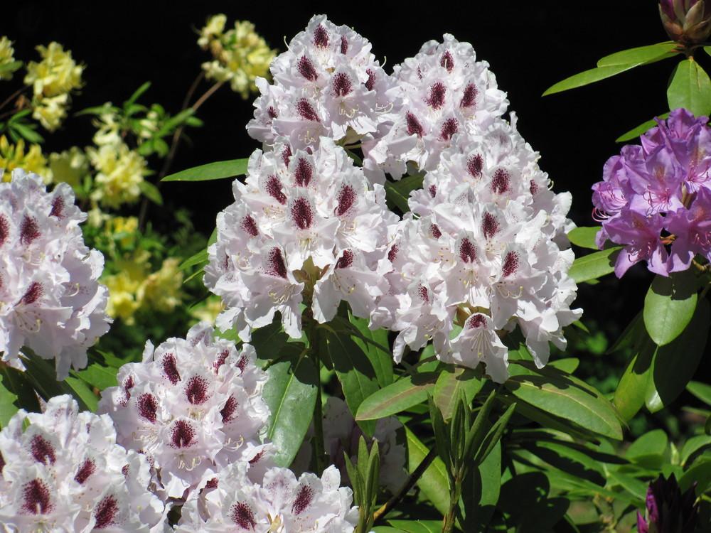 Rhododendrons: Plant Care and Collection of Varieties - Garden.org