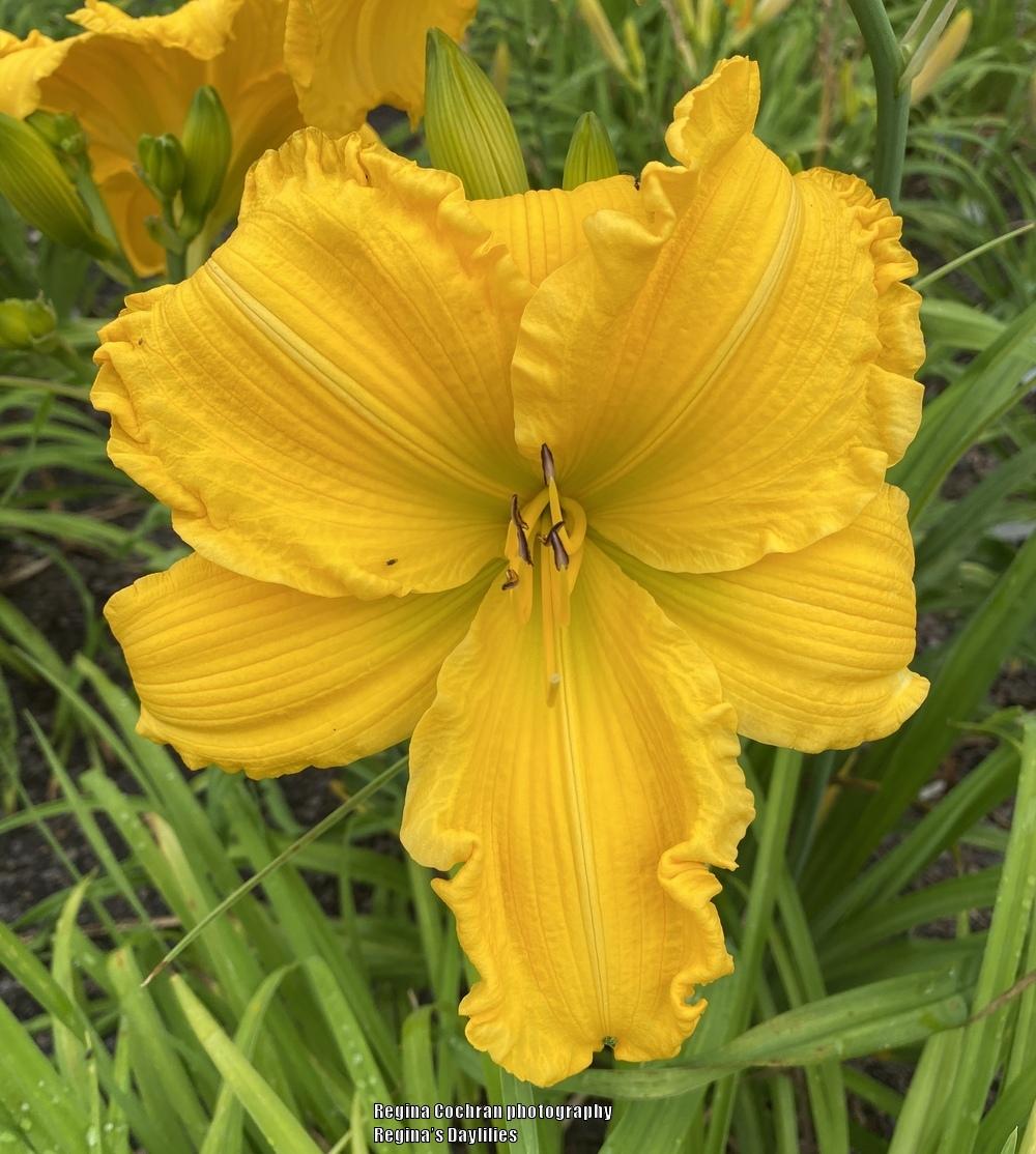 Daylily (Hemerocallis 'Jen Melon') in the Daylilies Database - Garden.org