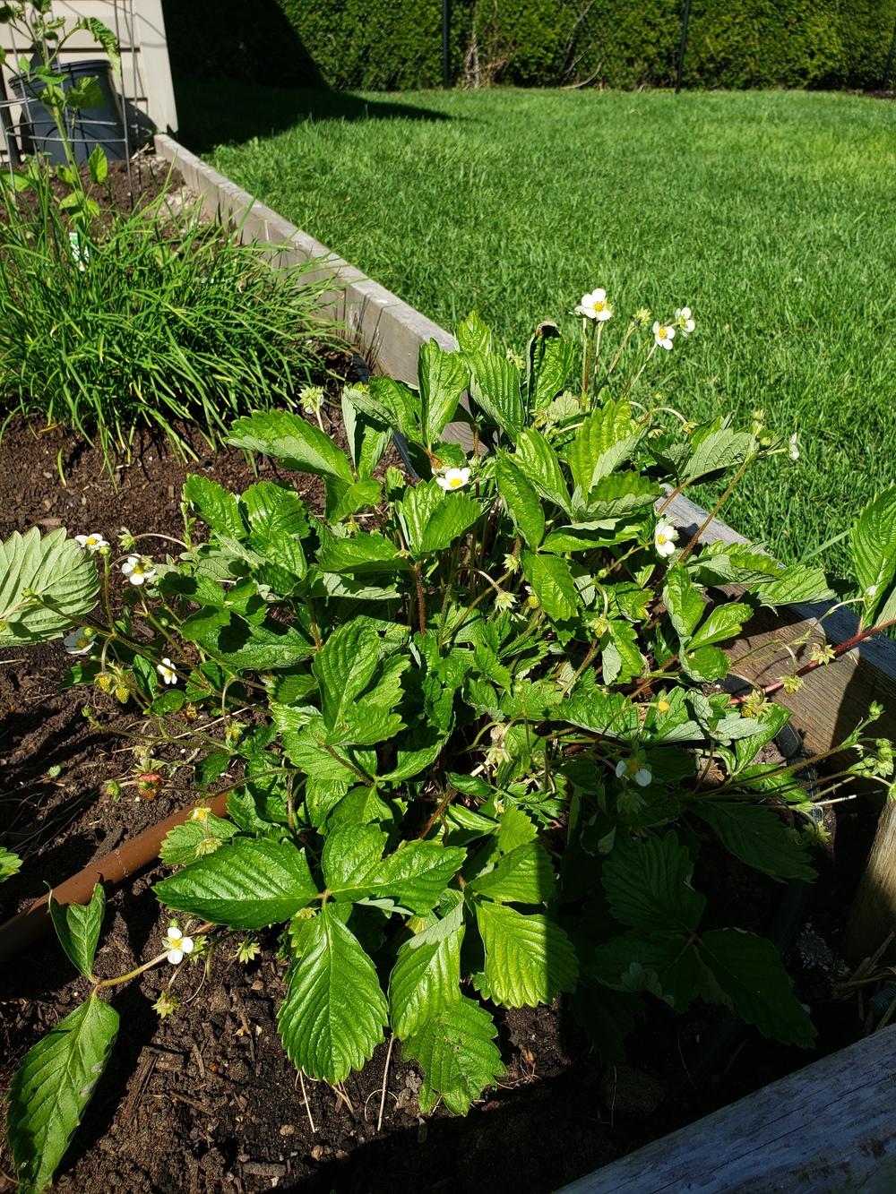 Strawberry Plant Problems in the Vegetables and Fruit forum - Garden.org