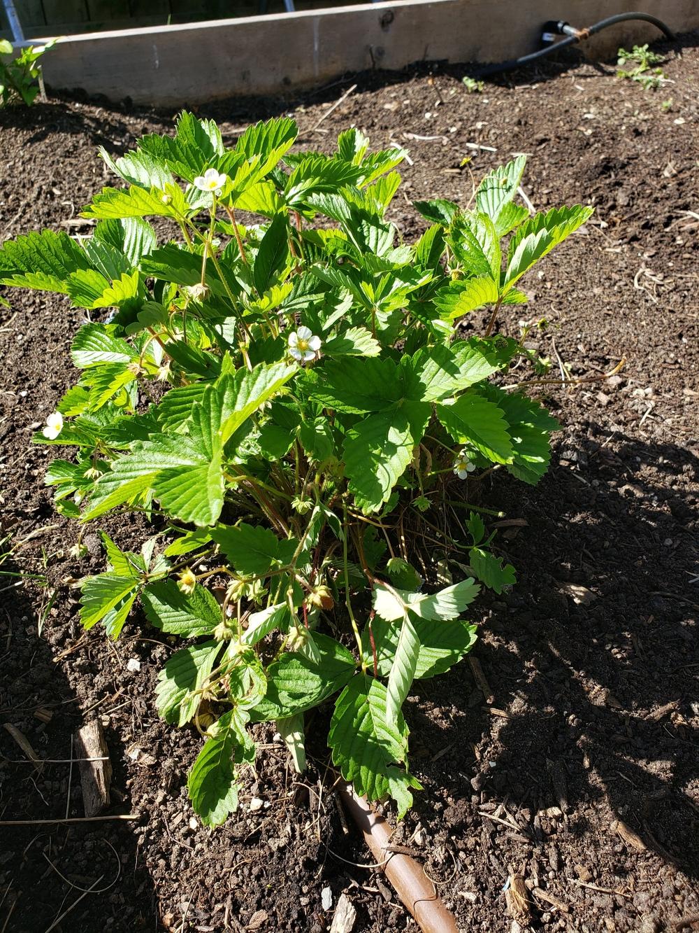 Strawberry Plant Problems in the Vegetables and Fruit forum - Garden.org