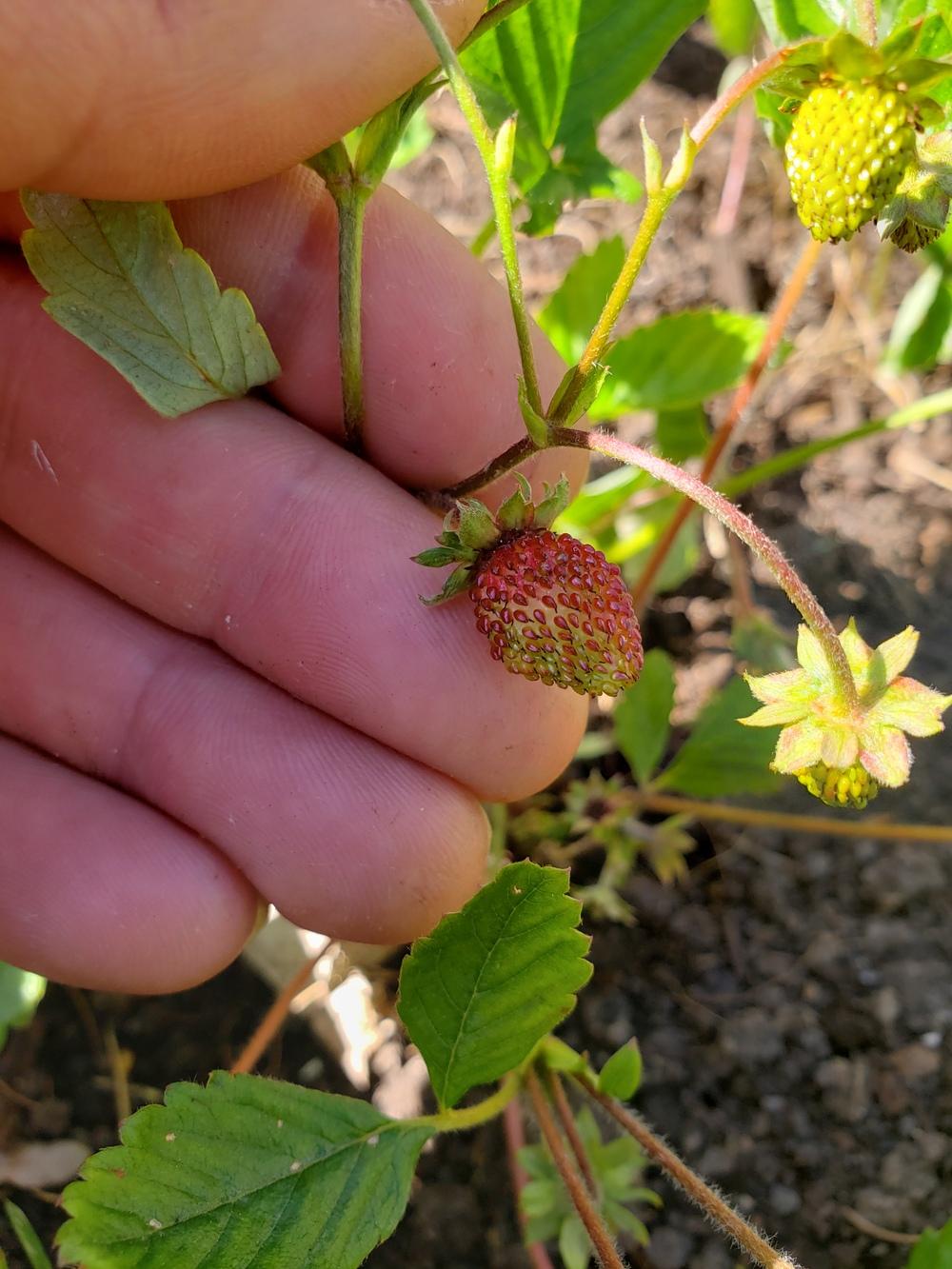 Strawberry Plant Problems in the Vegetables and Fruit forum - Garden.org