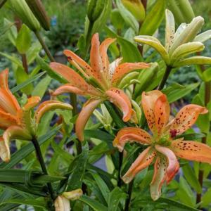Lily (Lilium 'Must See') in the Lilies Database - Garden.org