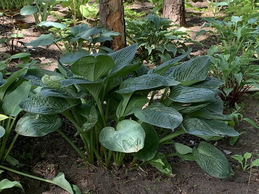Hosta 'Black Beauty' in the Hostas Database - Garden.org