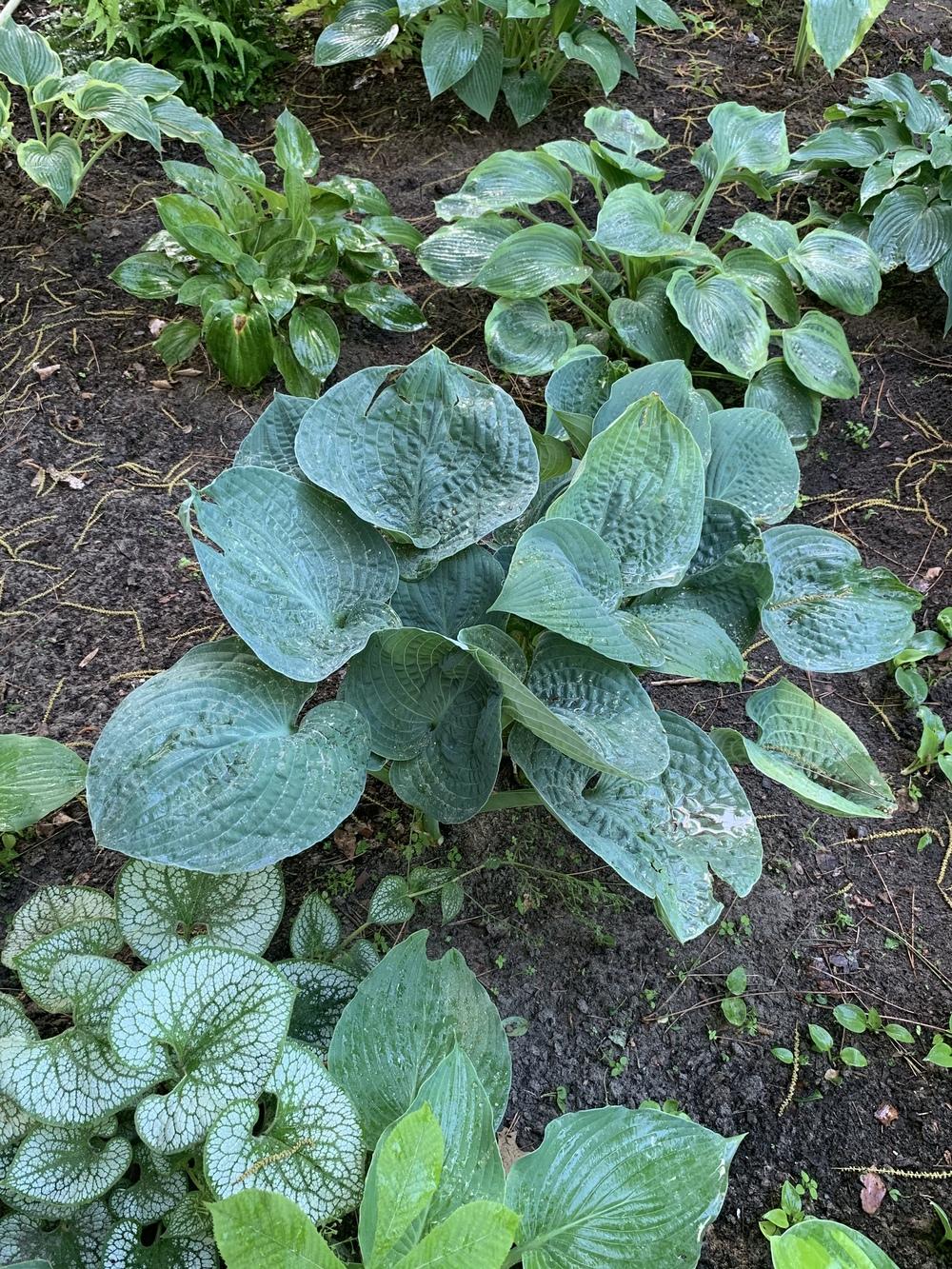 Hosta 'Bam Bam Blue' in the Hostas Database - Garden.org