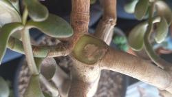 Jade plant rotting from inside out! HELP! in the Ask a Question forum ...