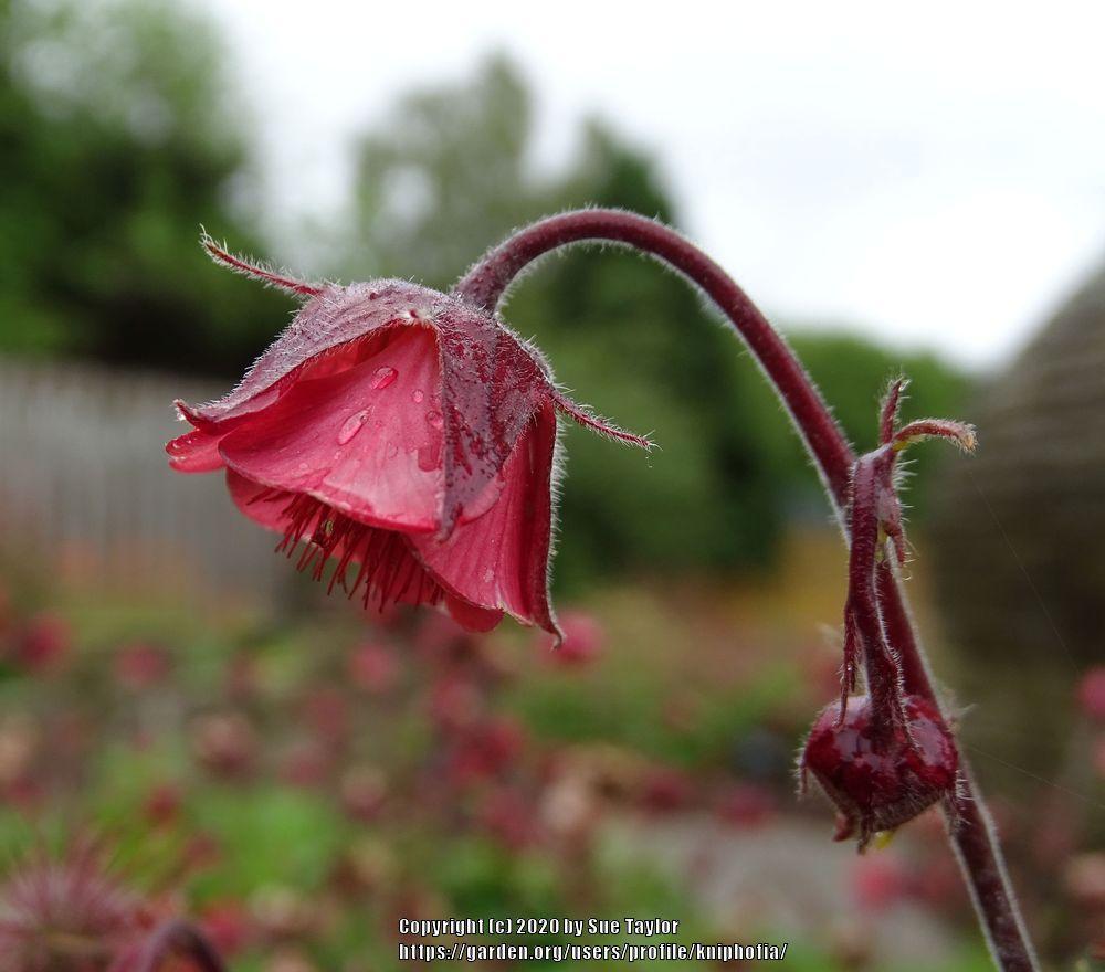 Geum 'Bell Bank' - Garden.org