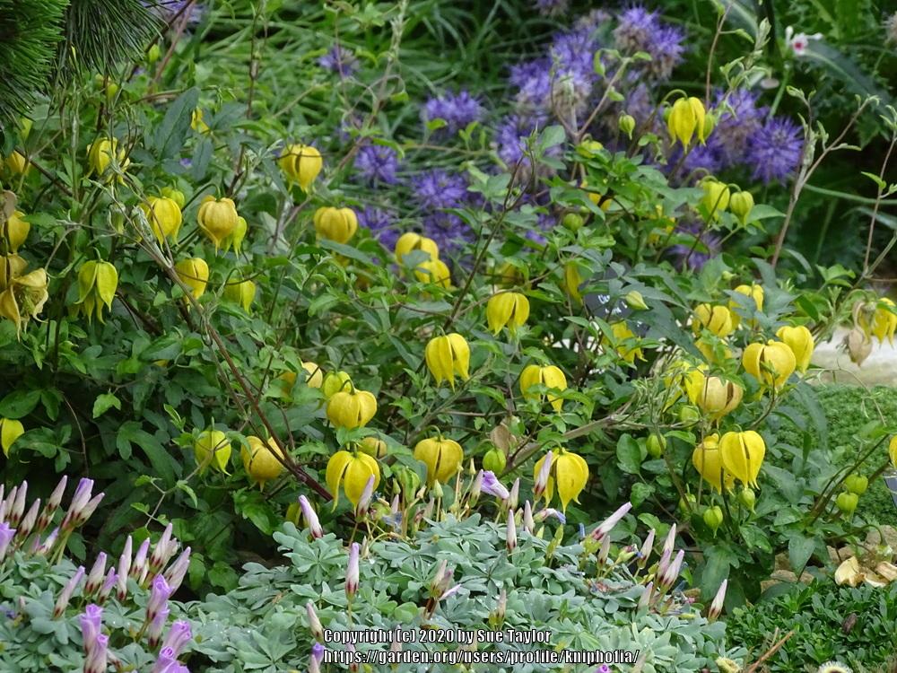 Clematis (Clematis tangutica Little Lemons) in the Clematis Database ...
