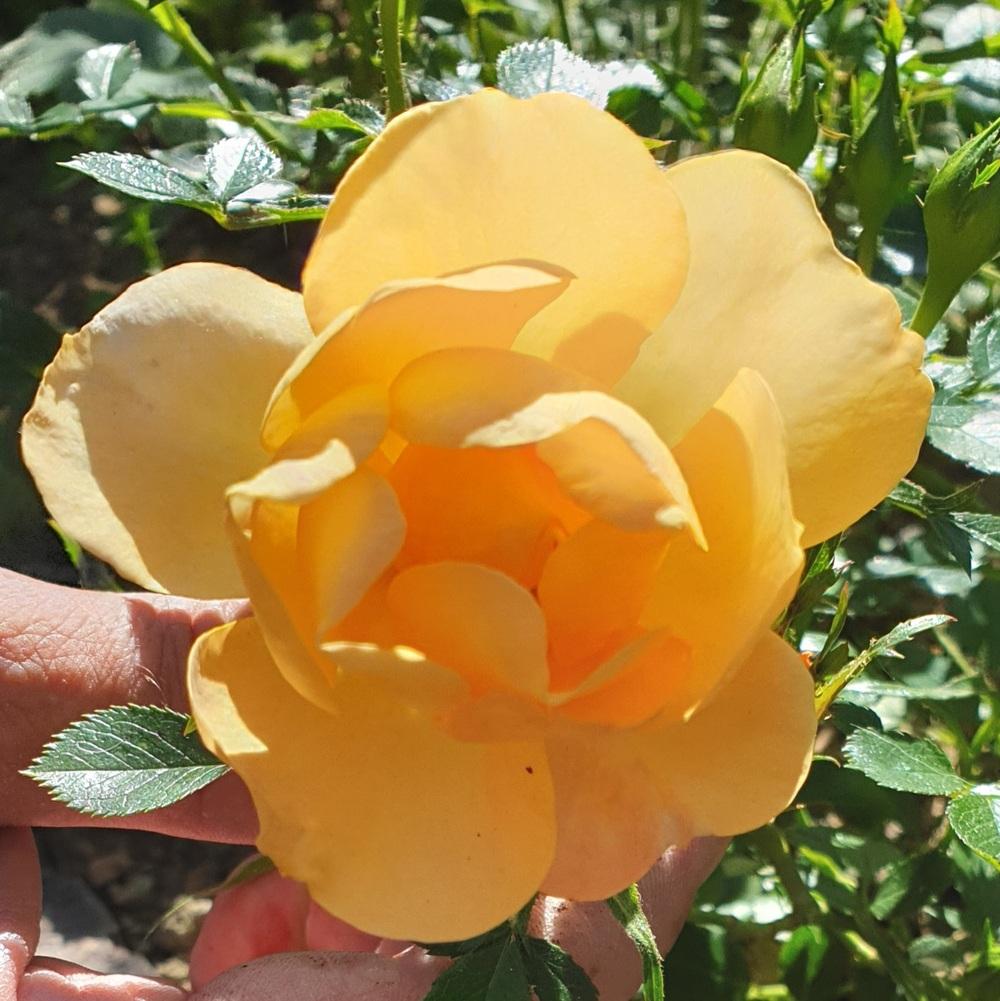 Rose (Rosa 'Basic Cover') in the Roses Database - Garden.org