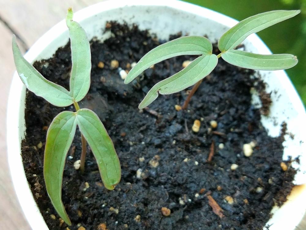 Photo of the seedling or young plant of Ipomoea (Ipomoea microsepala ...