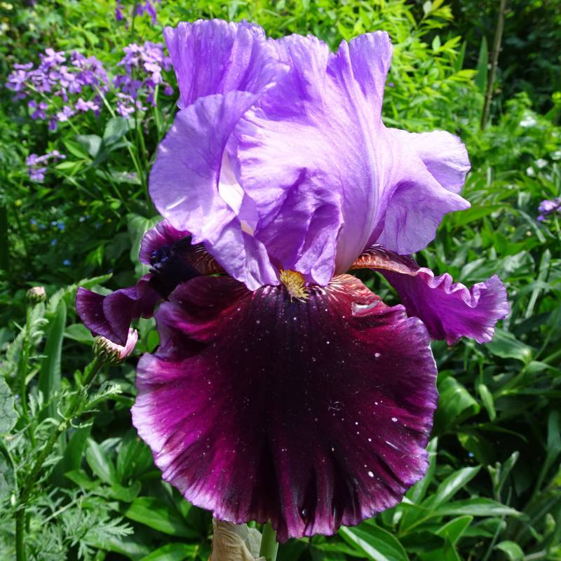 Tall Bearded Iris (Iris 'Violet Turner') in the Irises Database - Garden.org