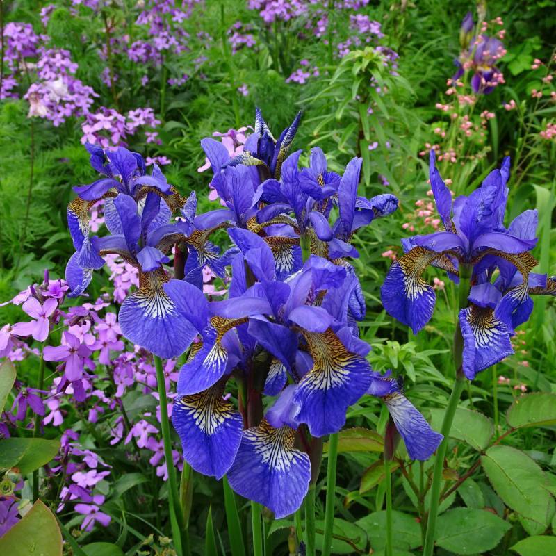 Siberian Iris (Iris 'Perry's Blue') in the Irises Database - Garden.org