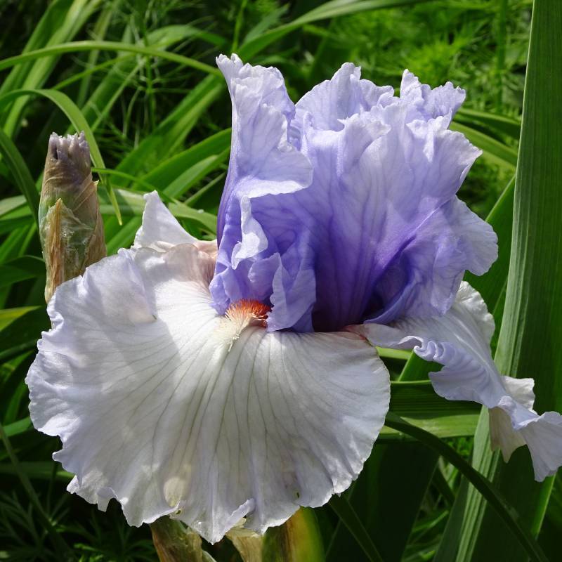 Photo of the bloom of Tall Bearded Iris (Iris 'Fogbound') posted by Orsola - Garden.org