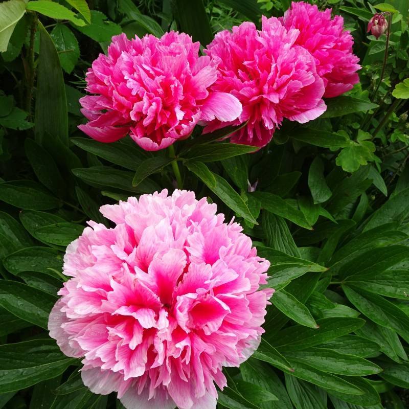 Photo of the bloom of Peony (Paeonia officinalis 'Rosea Plena') posted ...