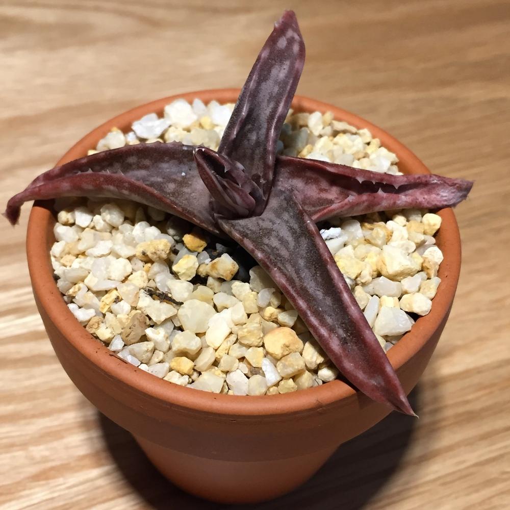 Aloe (Aloe fragilis) in the Aloes Database - Garden.org