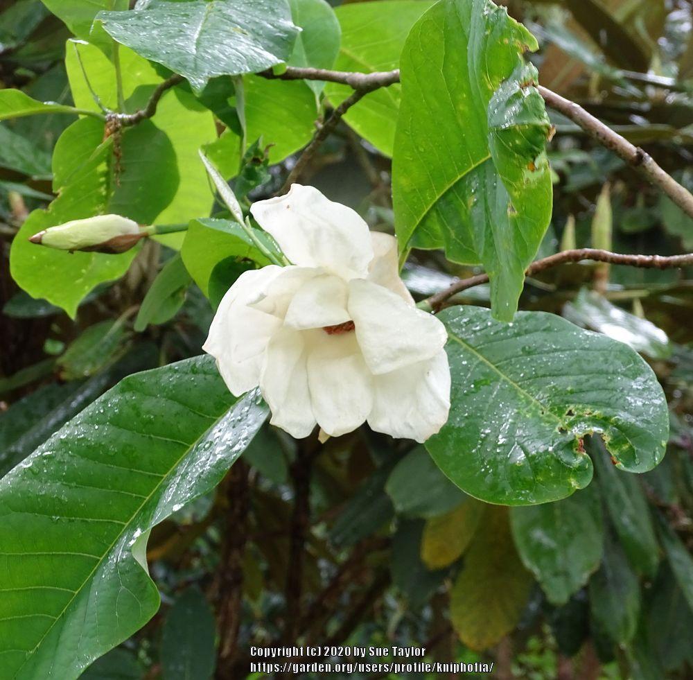 Magnolia 'Charles Coates' in the Magnolias Database - Garden.org