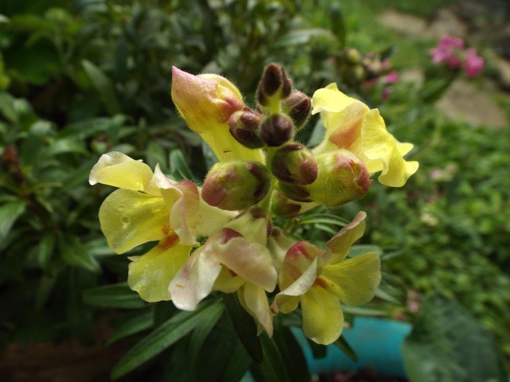 Snapdragon (Antirrhinum majus Antiquity™ Lemon) - Garden.org