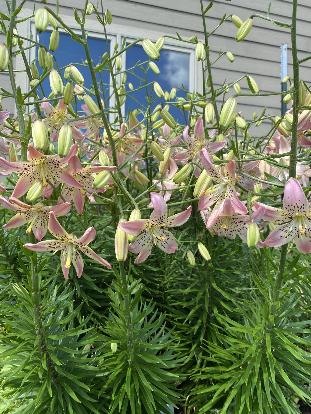 Lilies: Plant Care and Collection of Varieties - Garden.org