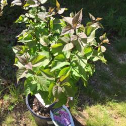 Lilac (Syringa First Editions® Virtual Violet™) in the Lilacs Database ...