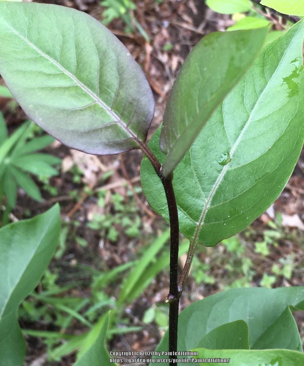 Photo of the stem, scape, stalk or bark of Lilac (Syringa First ...