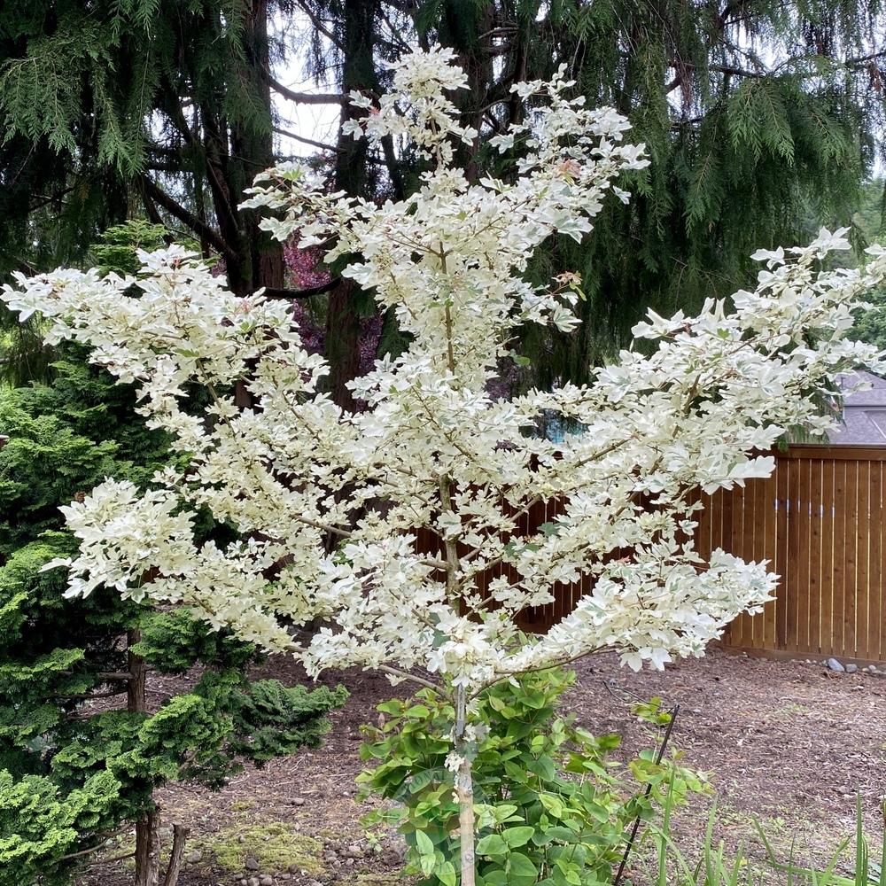 Hedge Maple (Acer campestre 'Carnival') - Garden.org