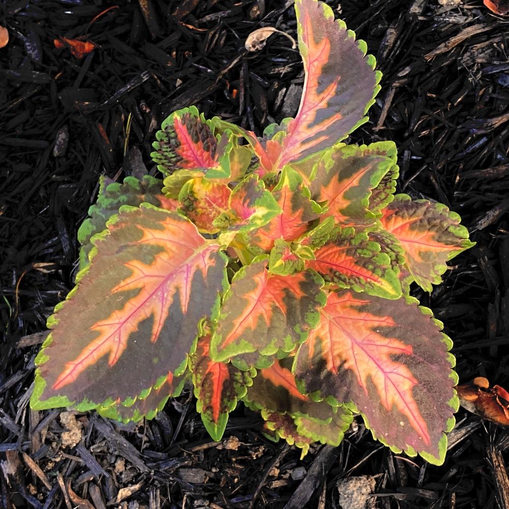 Coleus: Plant Care and Collection of Varieties - Garden.org