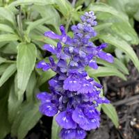 Mealycup Sage (Salvia farinacea 'Rhea') in the Salvias Database ...