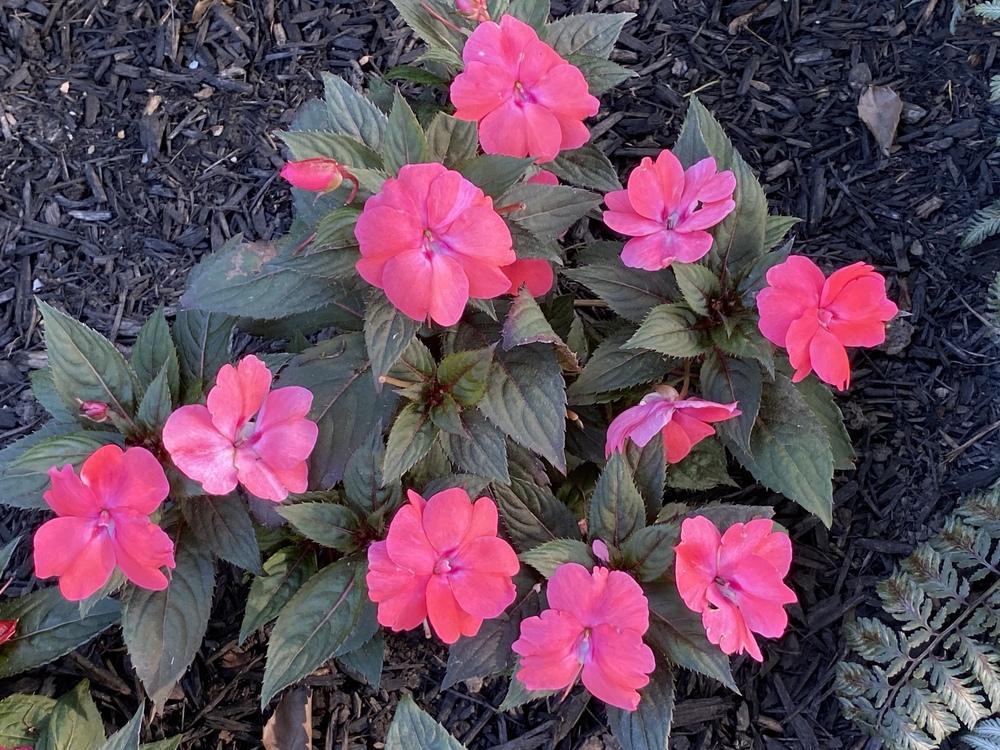 Impatiens SunPatiens® Compact Deep Rose - Garden.org