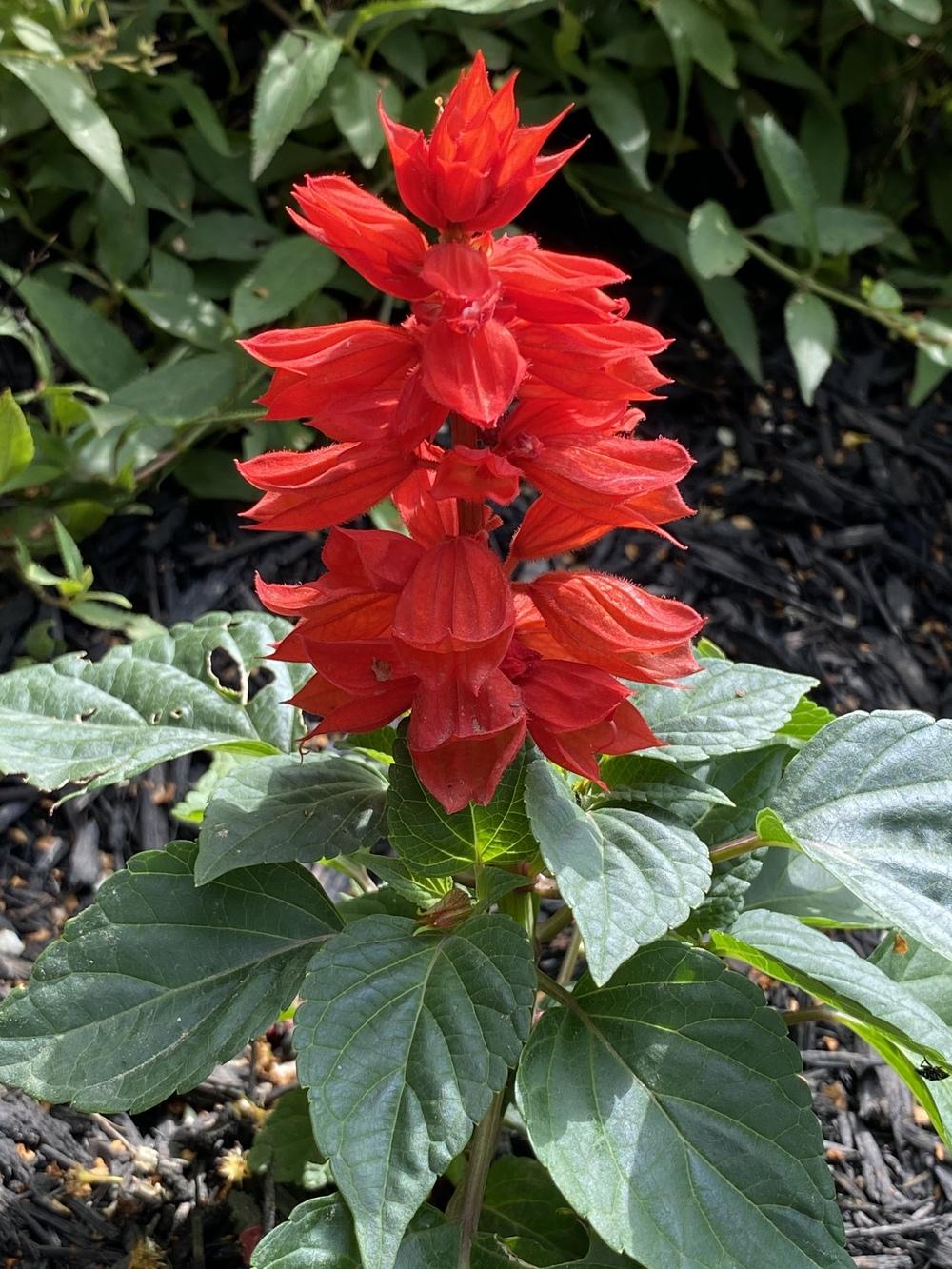 Scarlet Sage (Salvia splendens 'Flare') in the Salvias Database ...