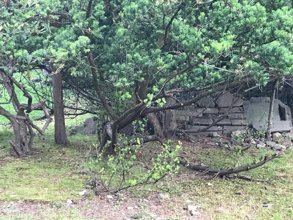 What tree is this? in the Trees and Shrubs forum - Garden.org