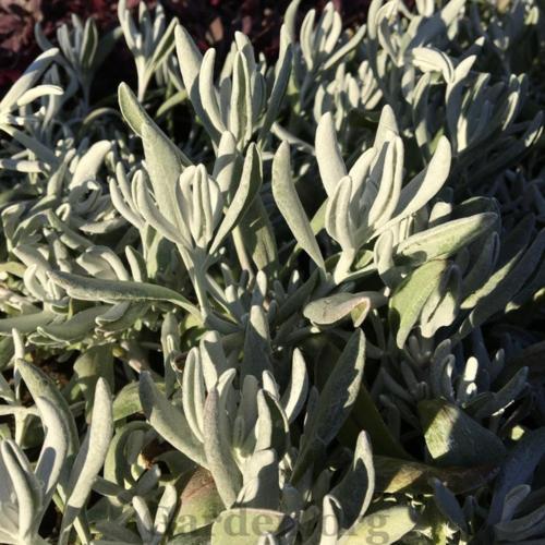 Saladbush (Didelta carnosa FanciFillers™ Silver Strand) - Garden.org