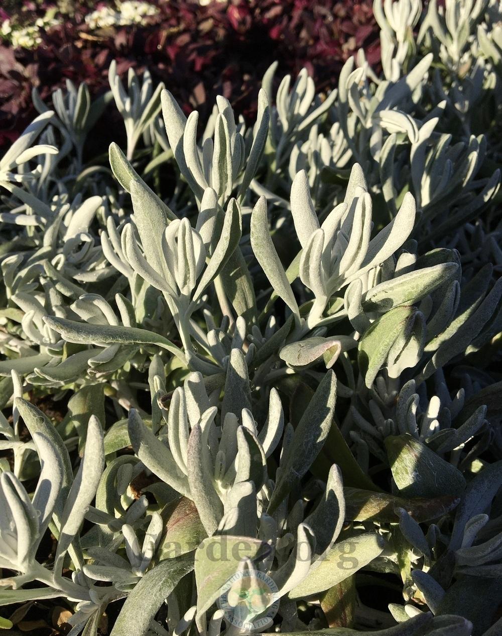 Saladbush (Didelta carnosa FanciFillers™ Silver Strand) - Garden.org