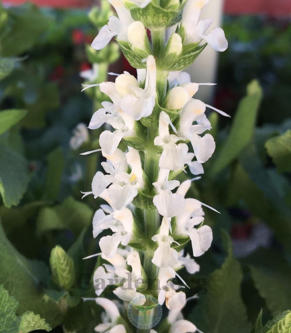 Meadow Sage (Salvia nemorosa Swifty™ White) in the Salvias Database ...