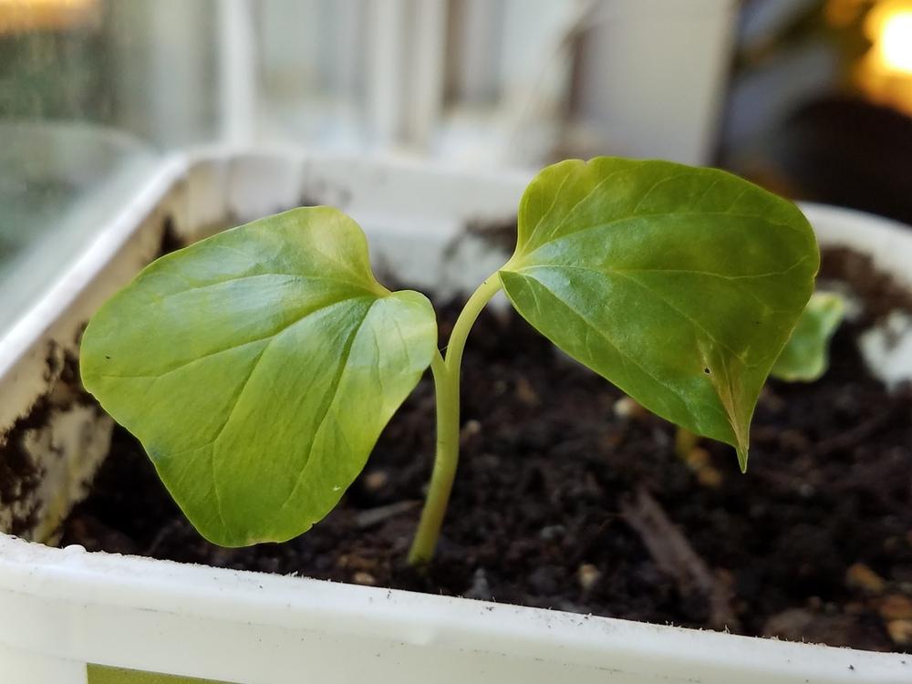 Photo of the seedling or young plant of Morning Glory Vine (Operculina ...
