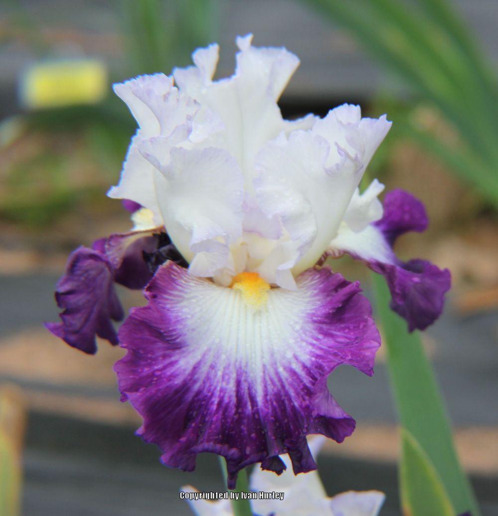 Photo of the bloom of Tall Bearded Iris (Iris 'Opera Call') posted by ...